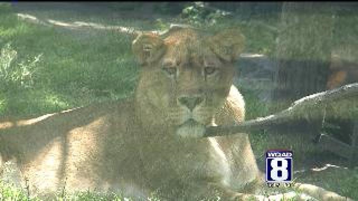 Lion exhibit at Niabi Zoo to be reconstructed | wqad.com
