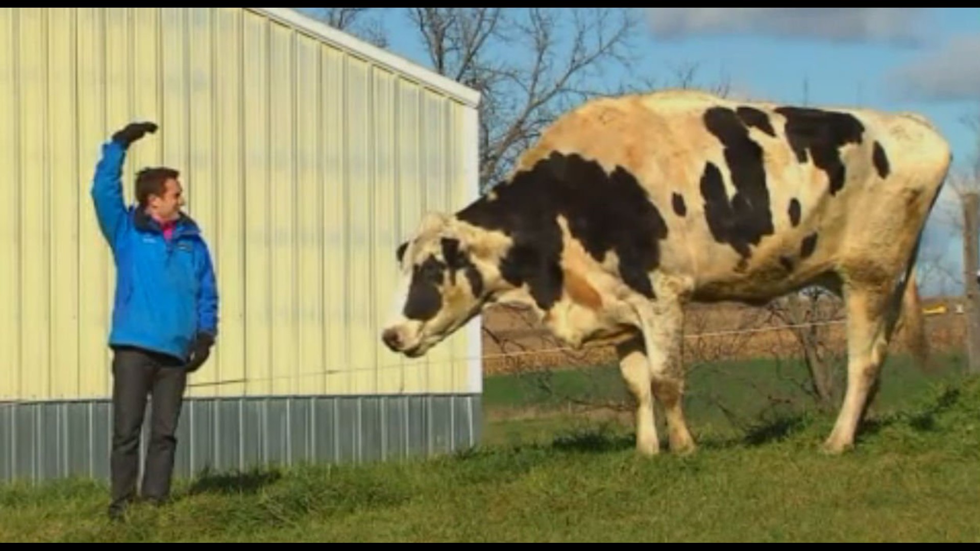 World’s tallest cow lives on farm in Illinois | wqad.com