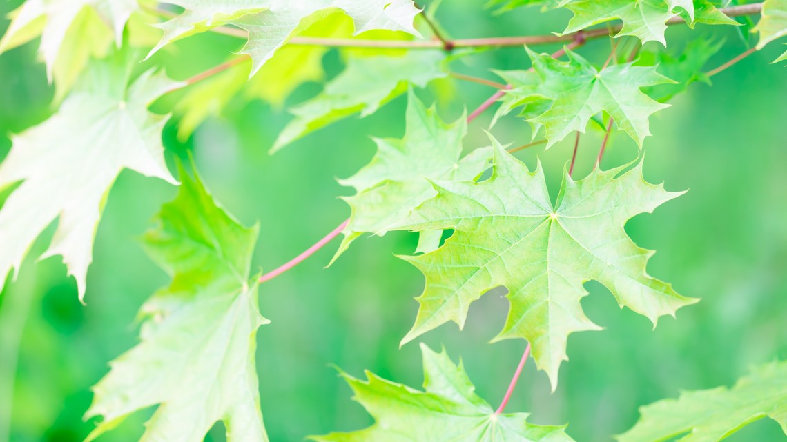 Why trees in the Quad Cities are leafing out much earlier | wqad.com