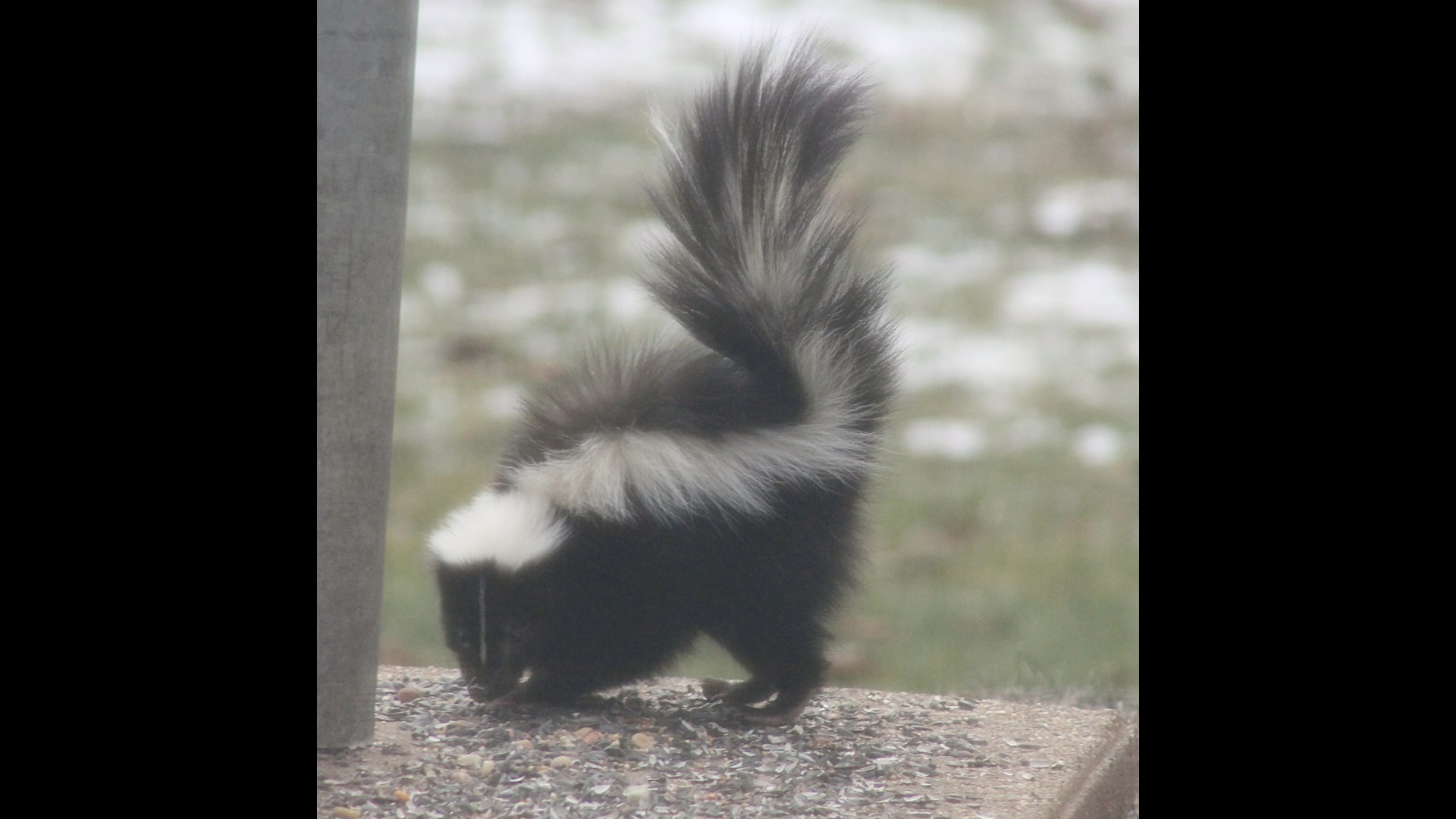 Photos: Even more wildlife in the QC | wqad.com