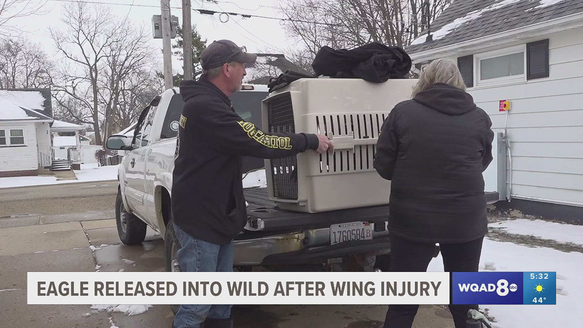 Hog Capitol Wildlife Rescue & Rehab release eagle after nursing it back ...