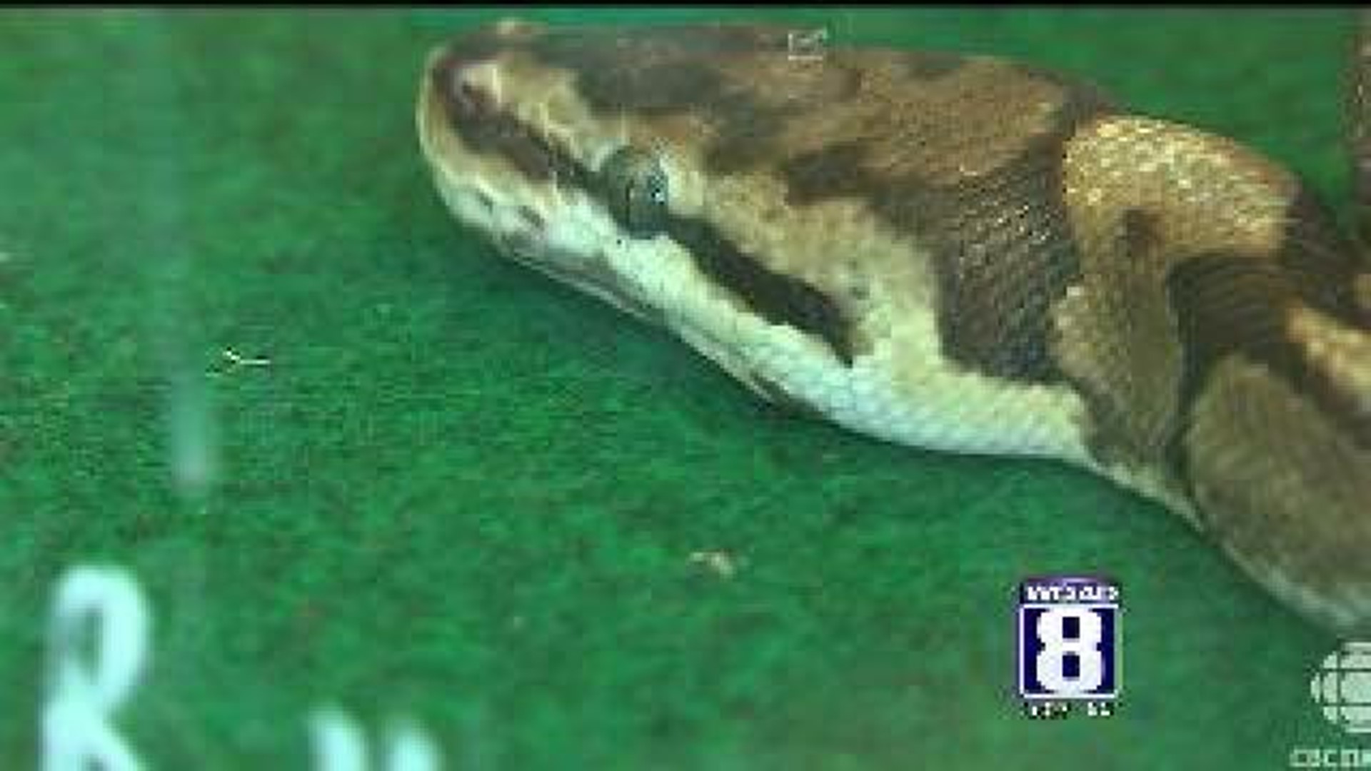 Python that killed boys was pet, not escapee | wqad.com