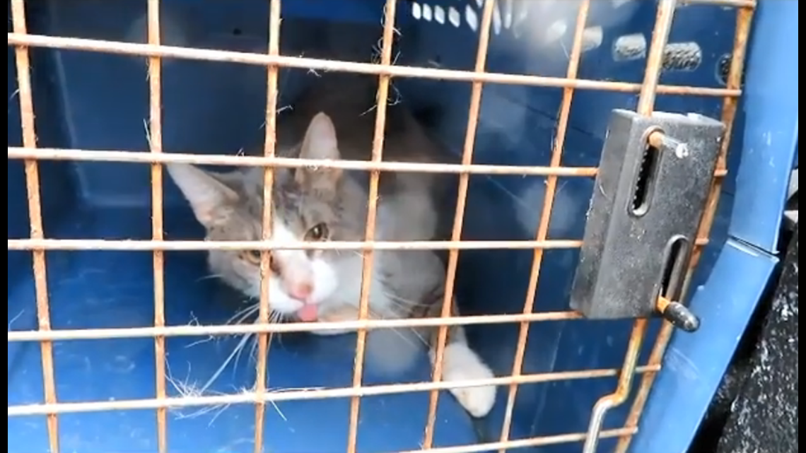 UPDATED: 86 cats pulled from Monmouth home | wqad.com