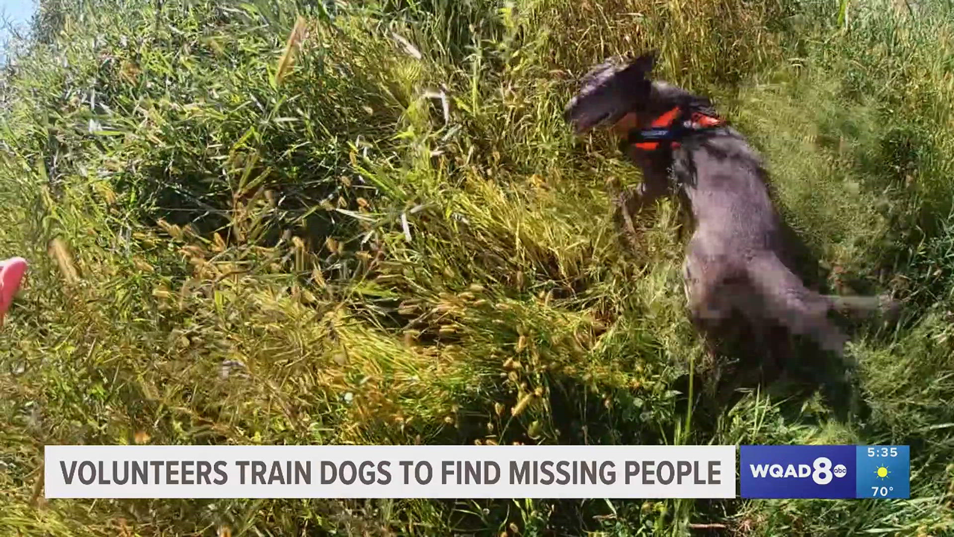 QC Volunteers train search dogs for missing persons cases | wqad.com