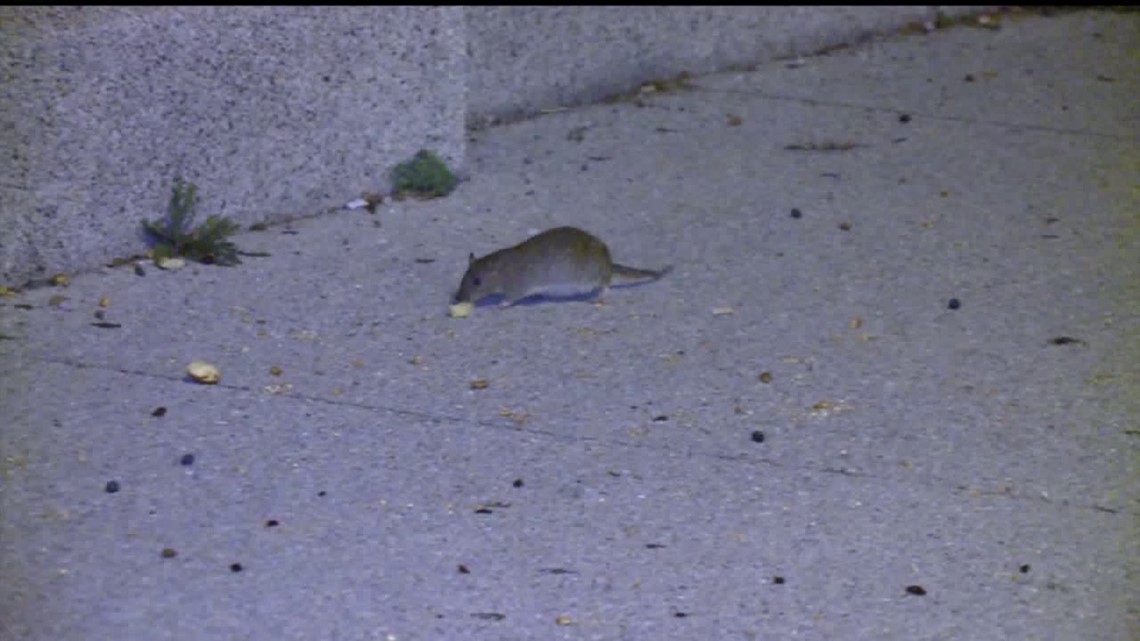 Chicago tops list of cities with the most rats | wqad.com