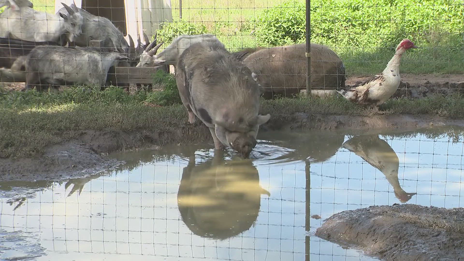 How a Scott County farm is keeping its animals cool during extreme heat ...