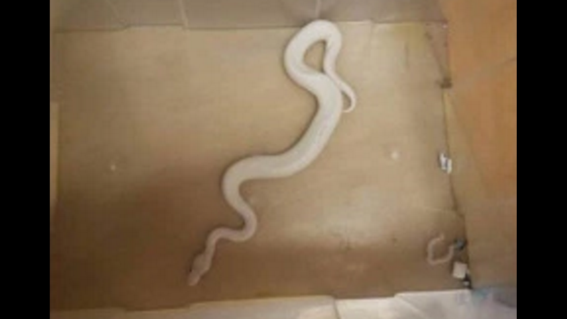 Yikes! Live python falls from hospital ceiling | wqad.com