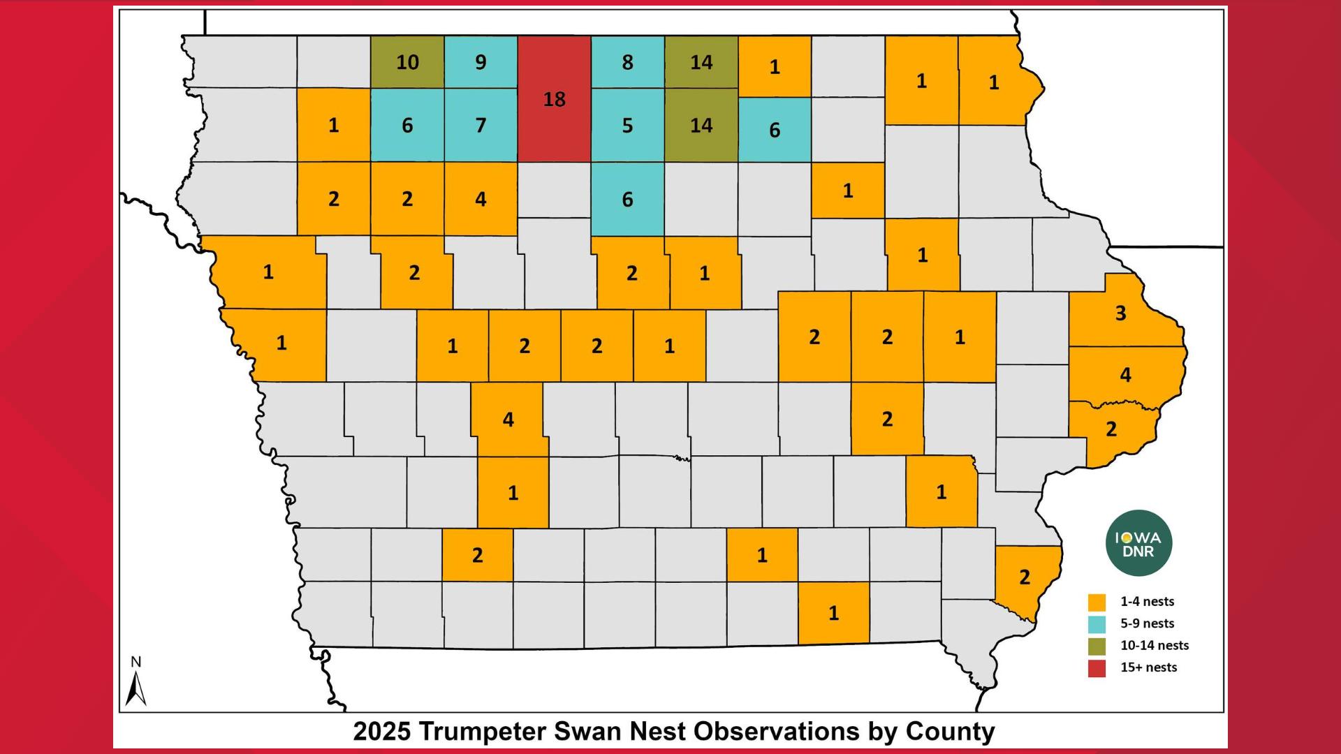 Iowa’s Trumpeter swan population reaches record nesting levels | wqad.com