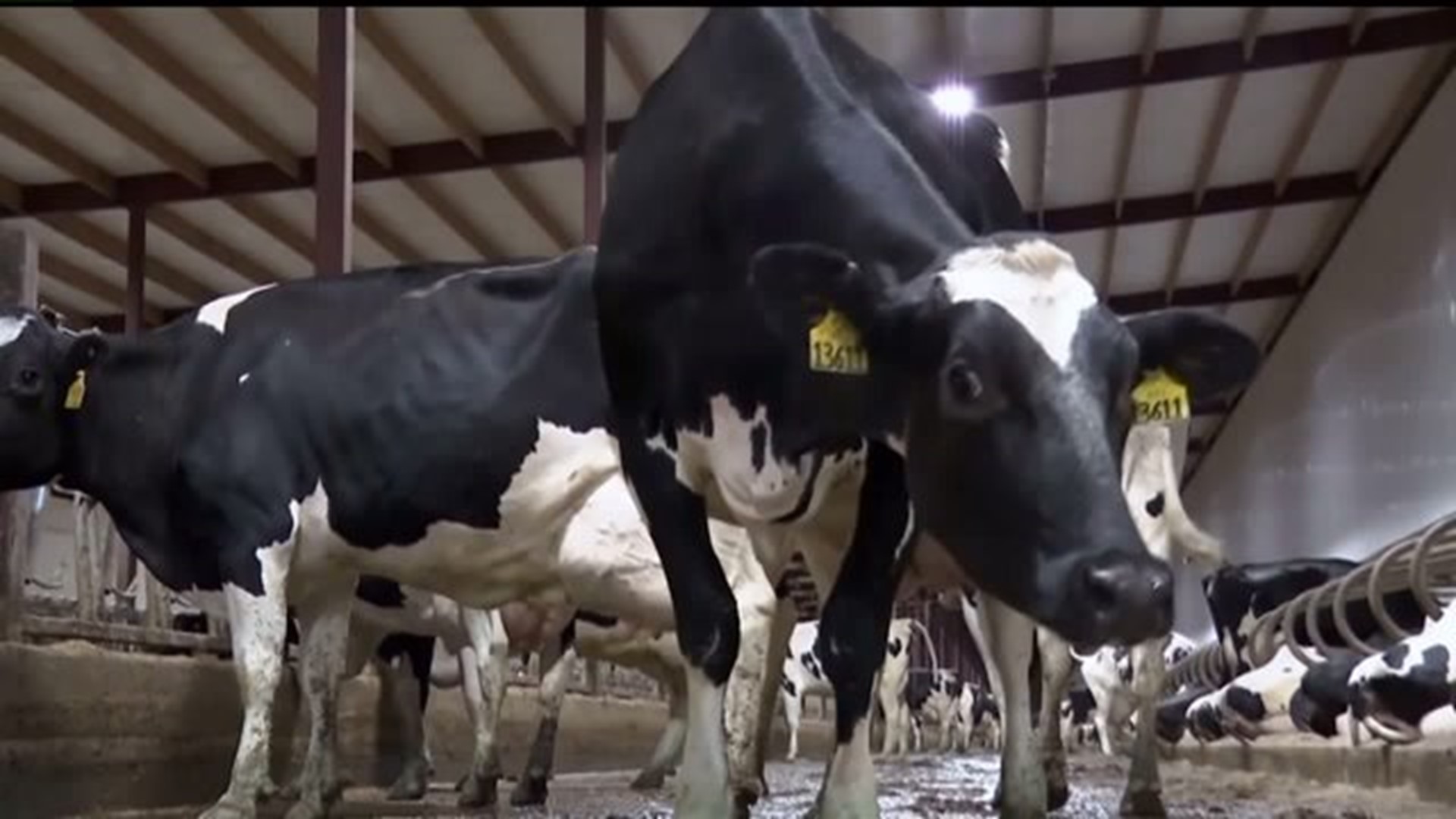 Wisconsin farmer may have coolest cows in the country | wqad.com
