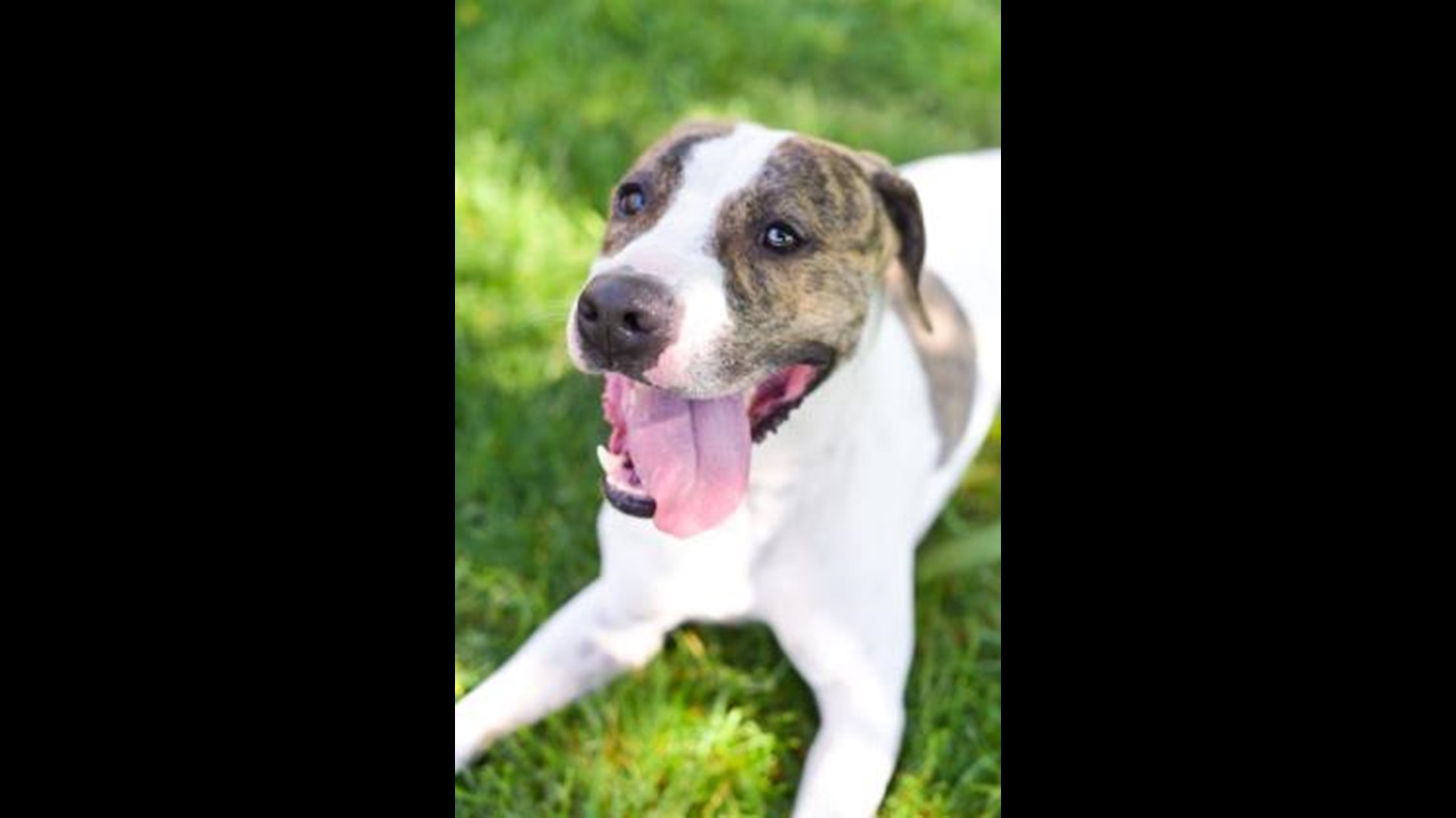 Humane Society of Indianapolis | wthr.com