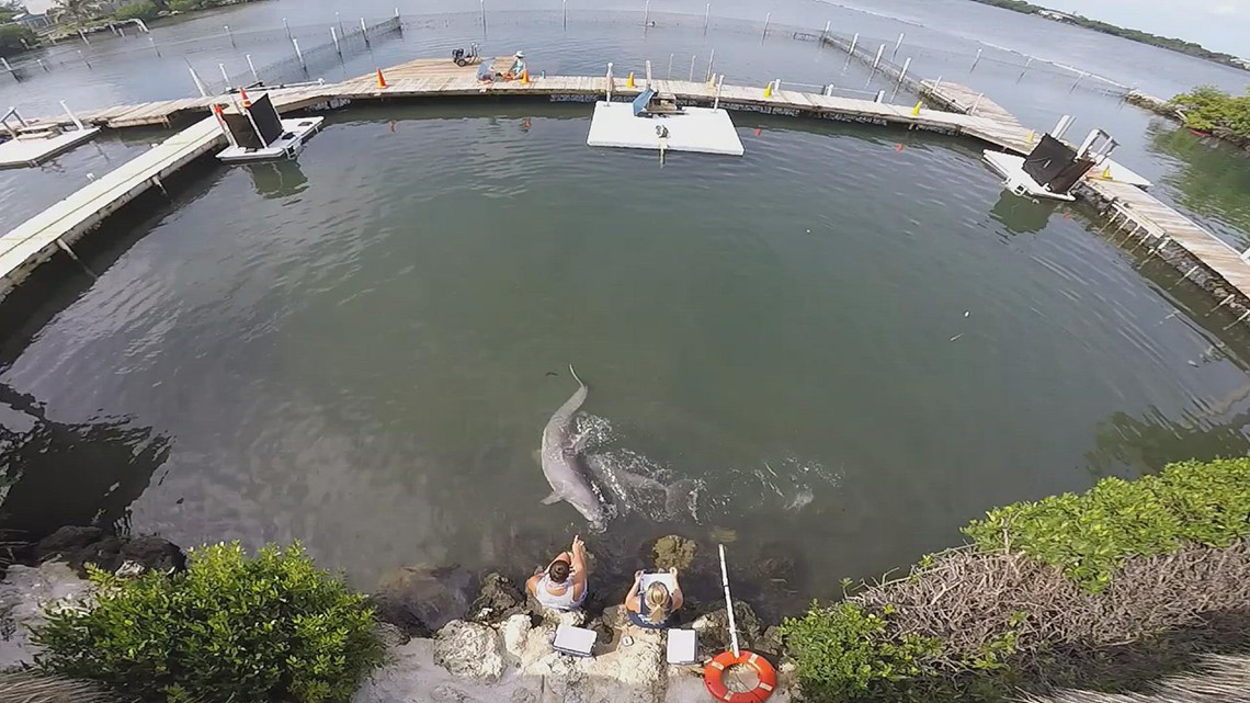Dolphin cooperation experiment at The Dolphin Research Center | wthr.com