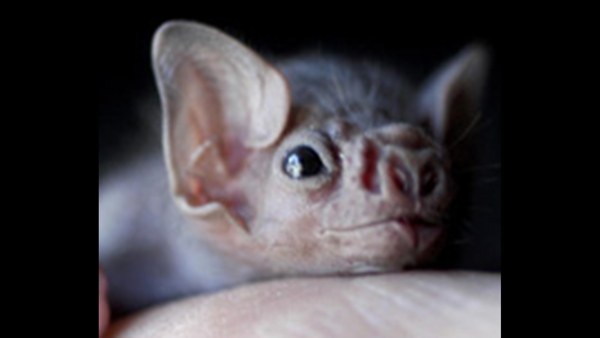 Indiana reports first human rabies case since 1959 | wthr.com