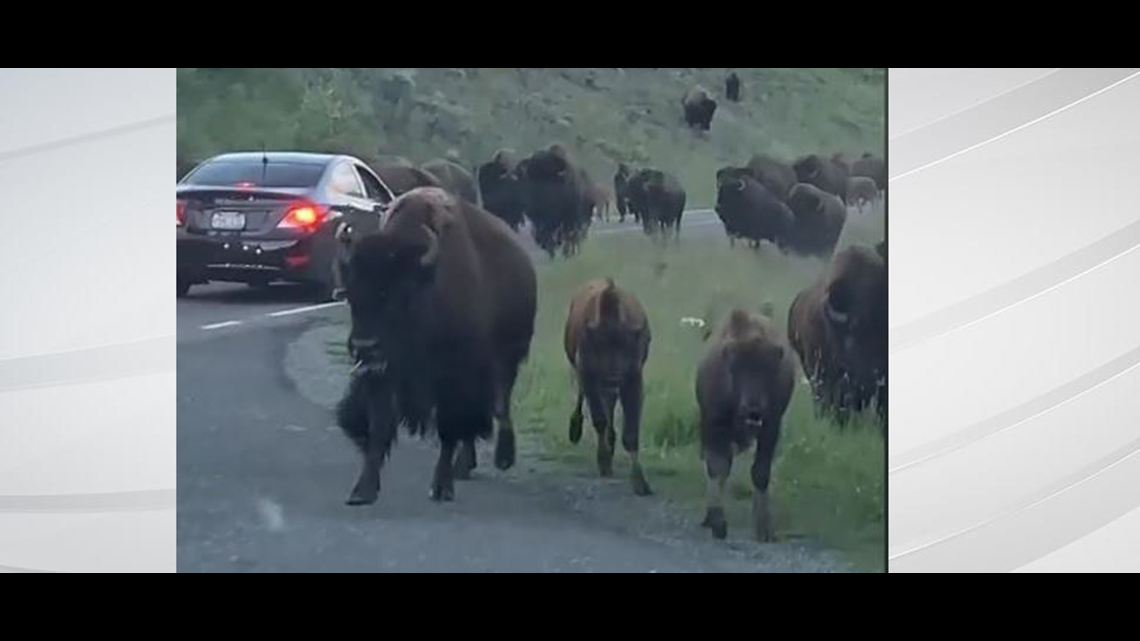 Bison plows into car during stampede at Yellowstone National Park ...