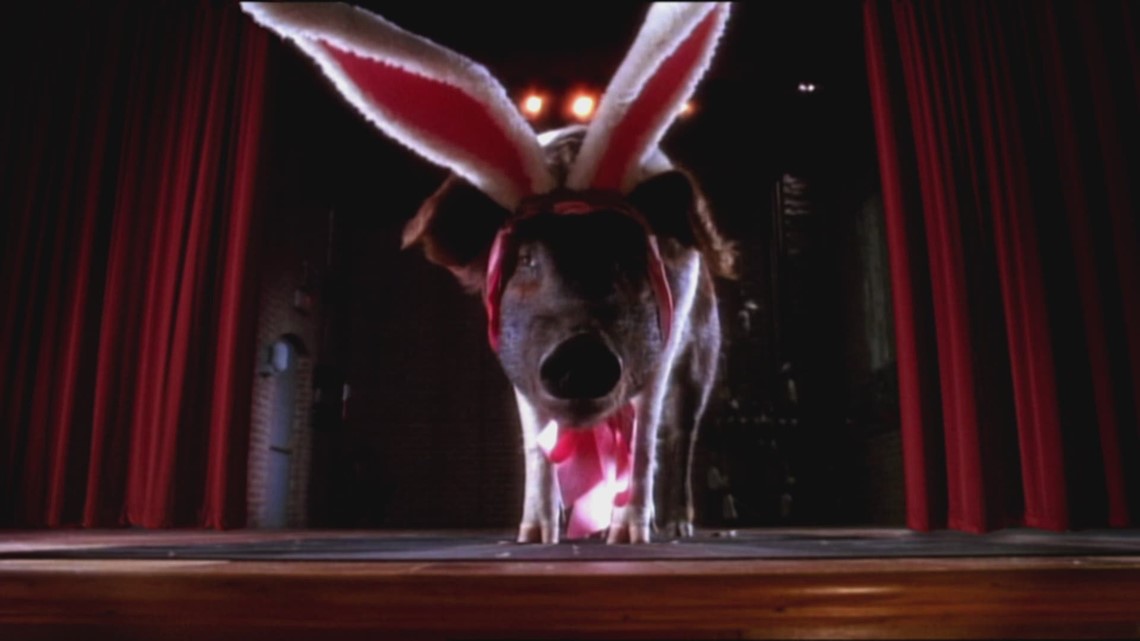 New Cadbury clucking bunny tryouts commercial 2021 | wthr.com