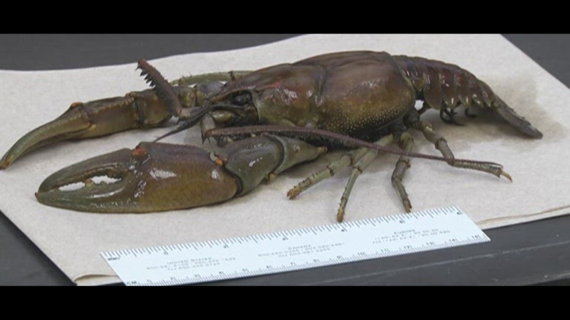 Utility worker finds massive crayfish at Kentucky water intake plant ...