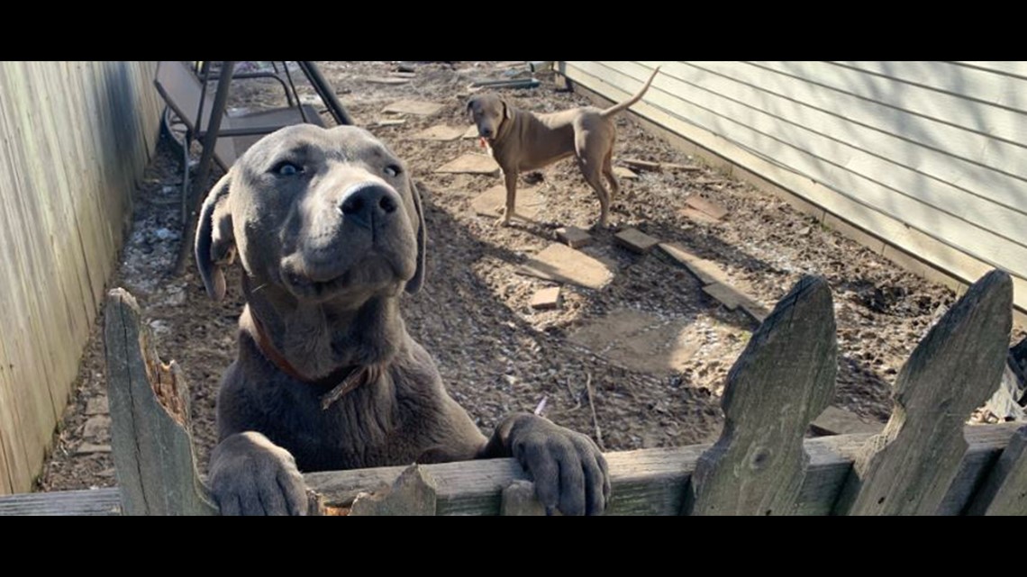 Hamilton County passes strict animal ordinance changes | wthr.com