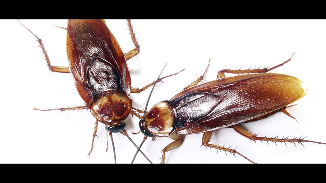 Homemade flamethrower used to kill cockroaches sparks fire | wthr.com