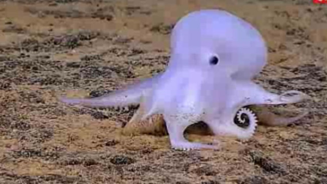 New species dubbed 'ghost octopus' sighted off Hawaii coast | wthr.com