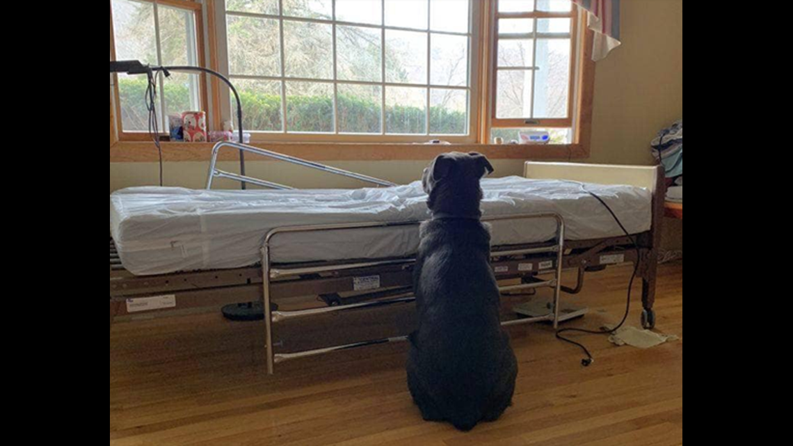 Adoption offers come in for dog pictured waiting by dead owner's bed ...