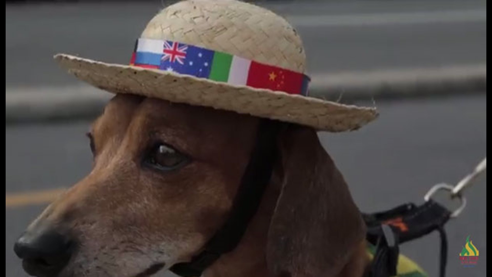 VIDEO: Meet the dogs of Brazil! | wthr.com