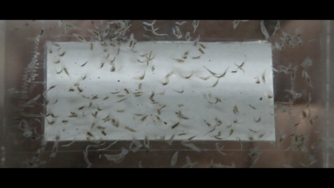 VA study shows parasite from Vietnam may be killing vets | wthr.com