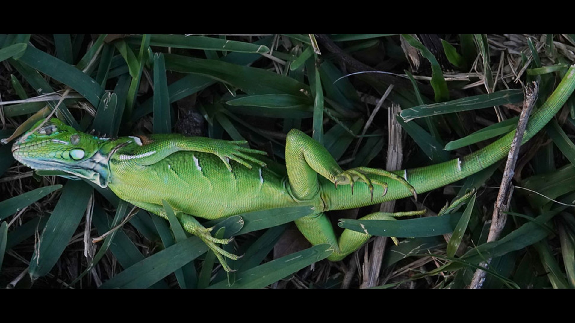 Cold-stunned iguanas falling from Florida trees | wthr.com