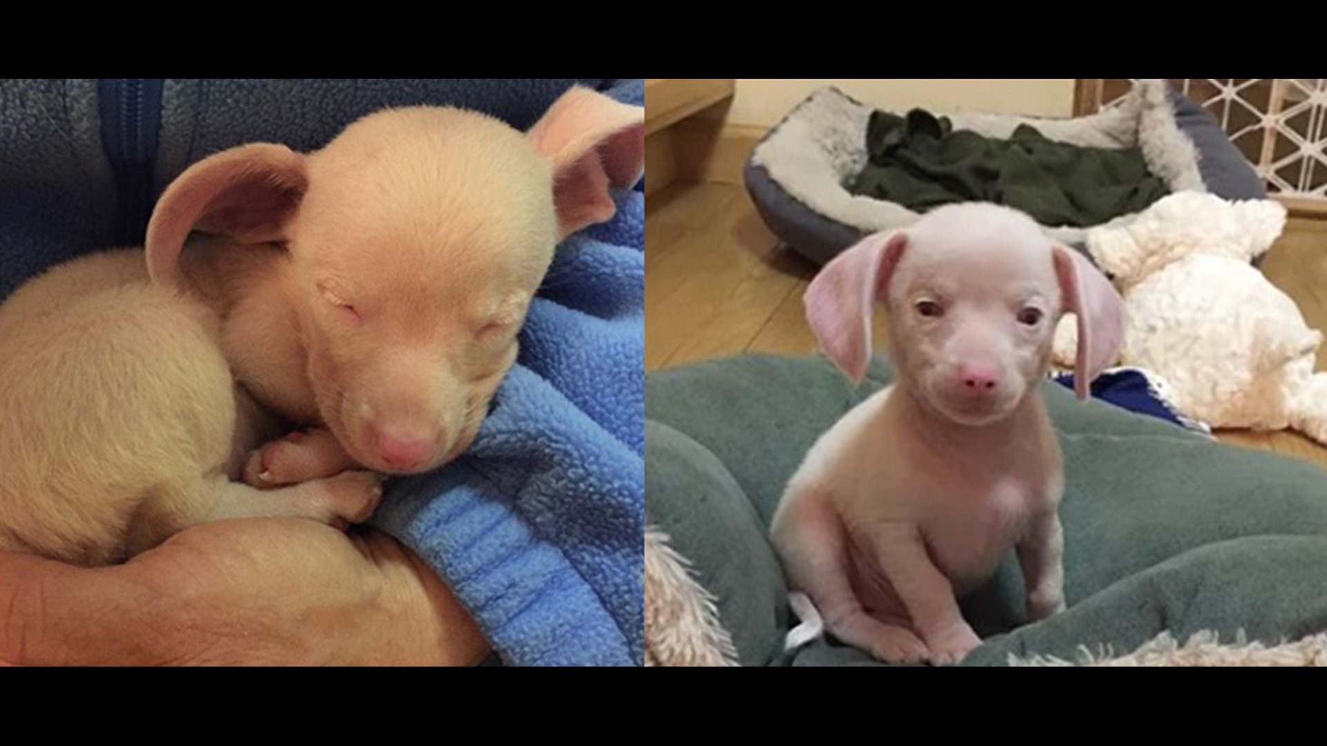 Deaf, blind and pink, puppy named "Piglet" has an inspirational story ...