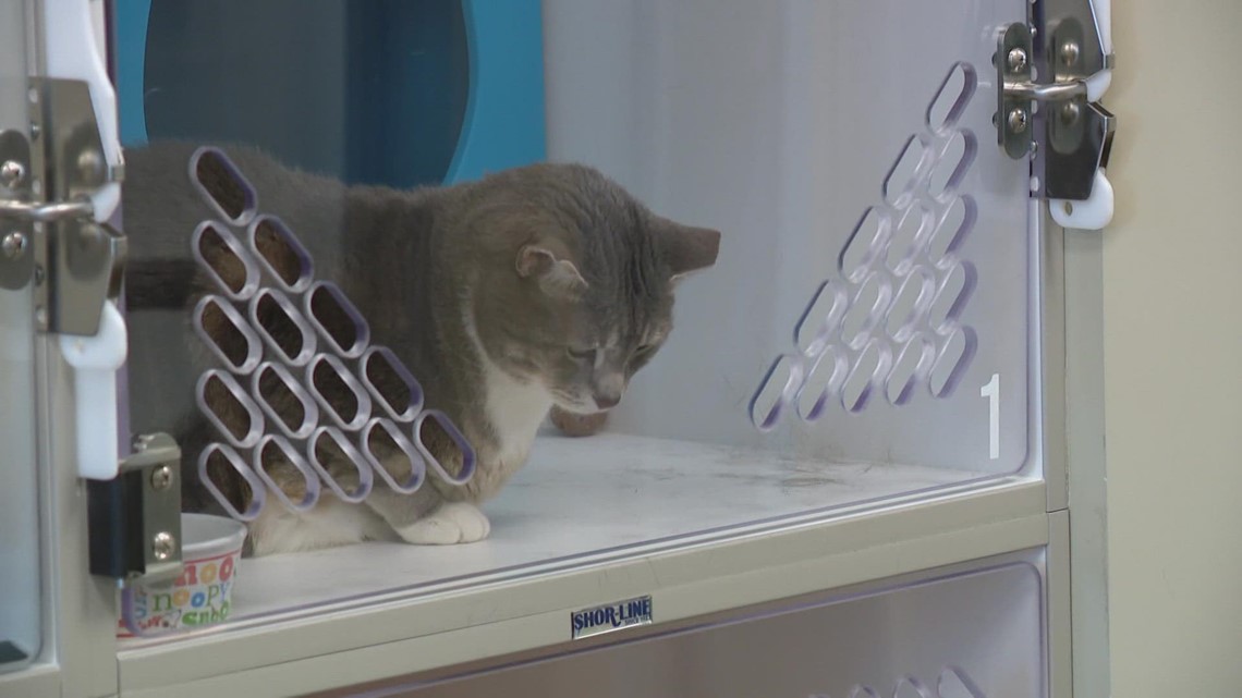 Hamilton County Humane Society Adoption Drive | wthr.com