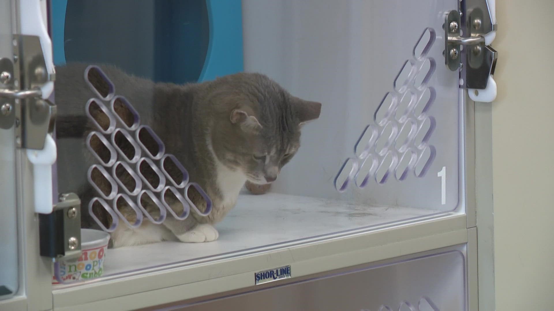 Hamilton County Humane Society Adoption Drive | wthr.com