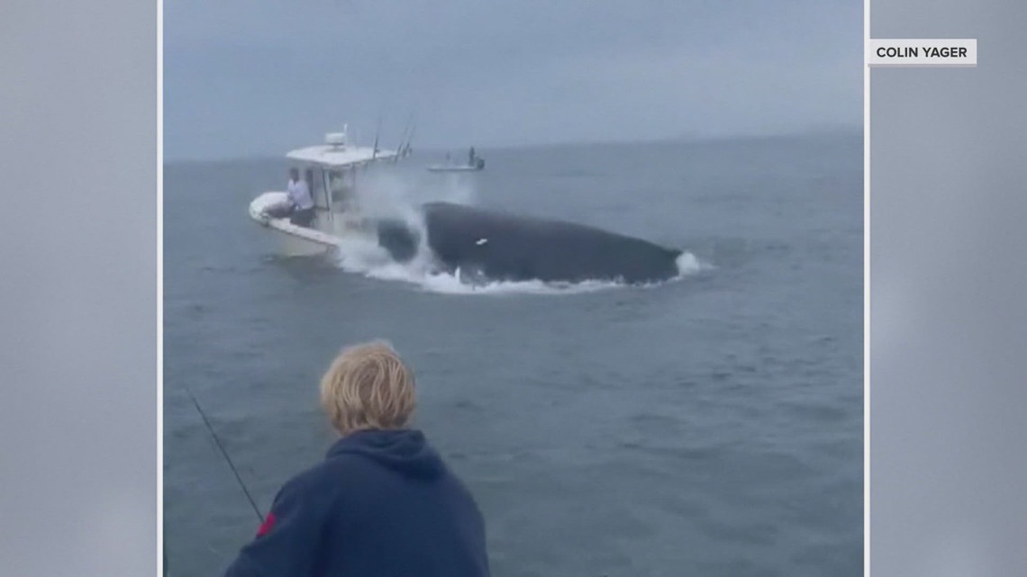 Whale capsizes boat and sends two fishermen flying into the water in ...