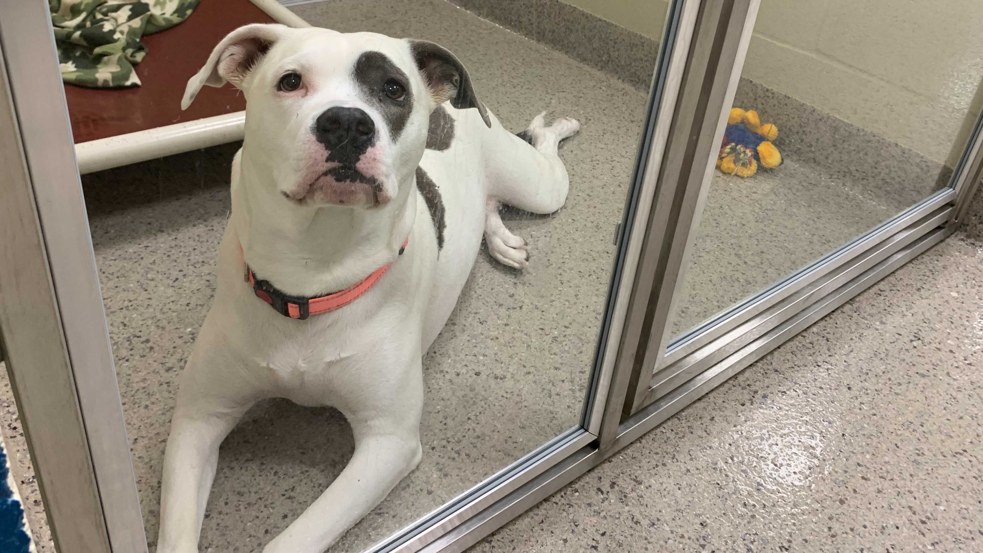 Humane Society for Hamilton County cuts ribbon on new facility | wthr.com