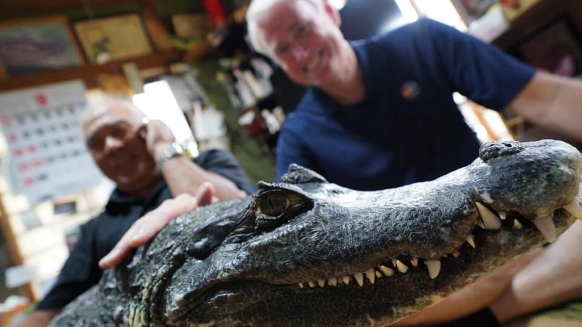 Meet Japan's 'Mr. Gator' and his eight foot alligator Cayman-kun | wthr.com