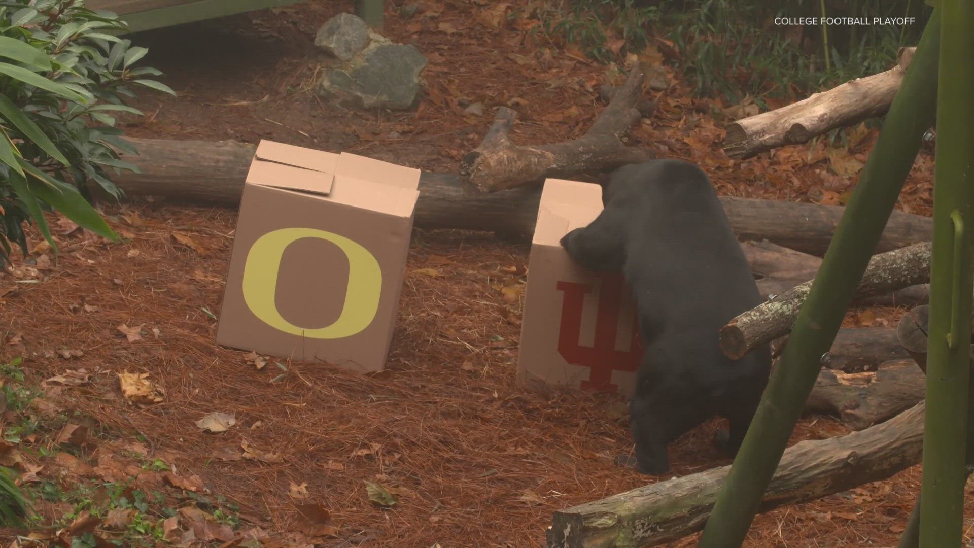 Zoo Atlanta bear picks IU to win Peach Bowl! | wthr.com