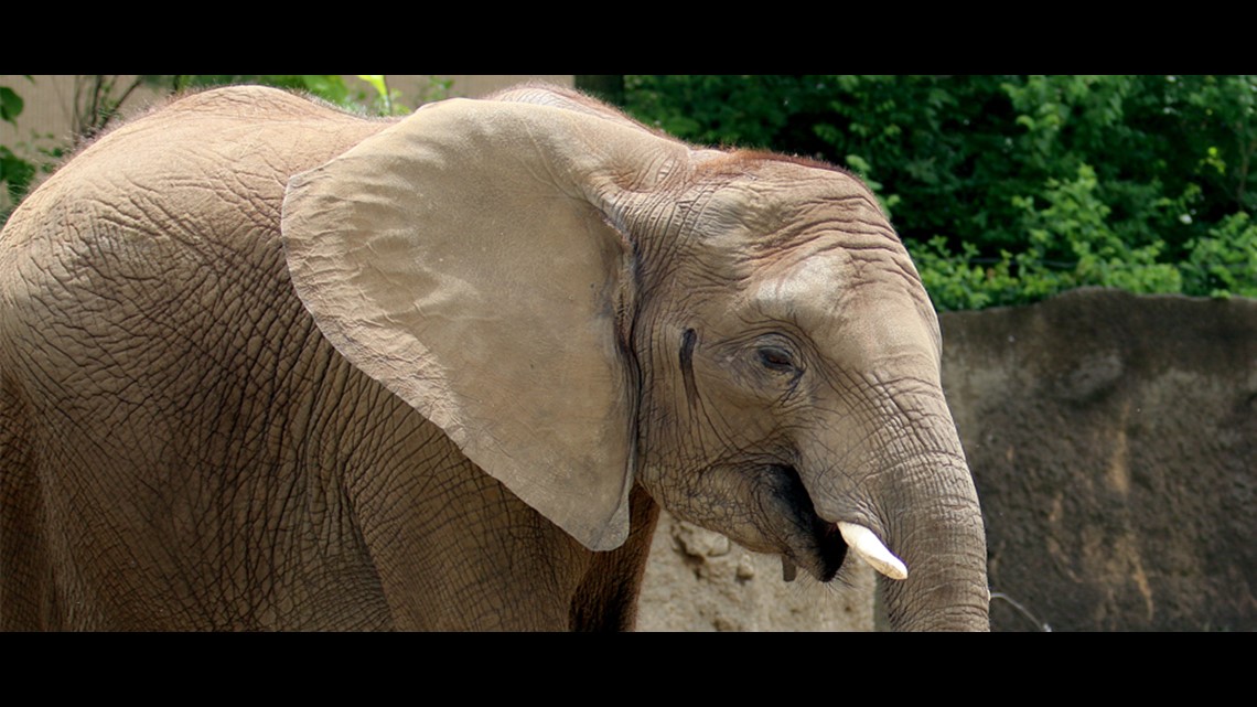 2 Indianapolis Zoo elephants beat deadly virus | wthr.com
