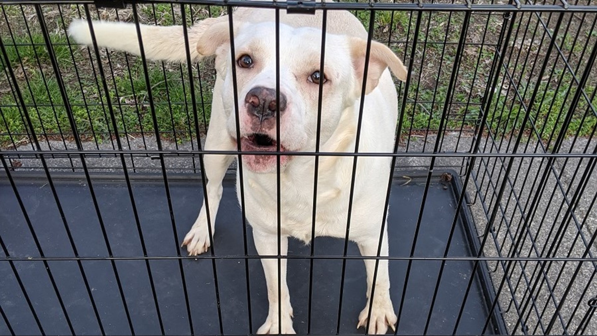 Boone Co. Humane Society has 14 rescued dogs and cats adoptable | wthr.com