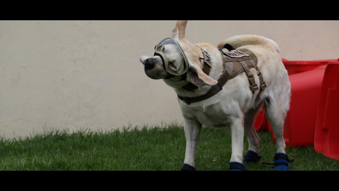Mexican rescue dog Frida became symbol of earthquake hope | wthr.com