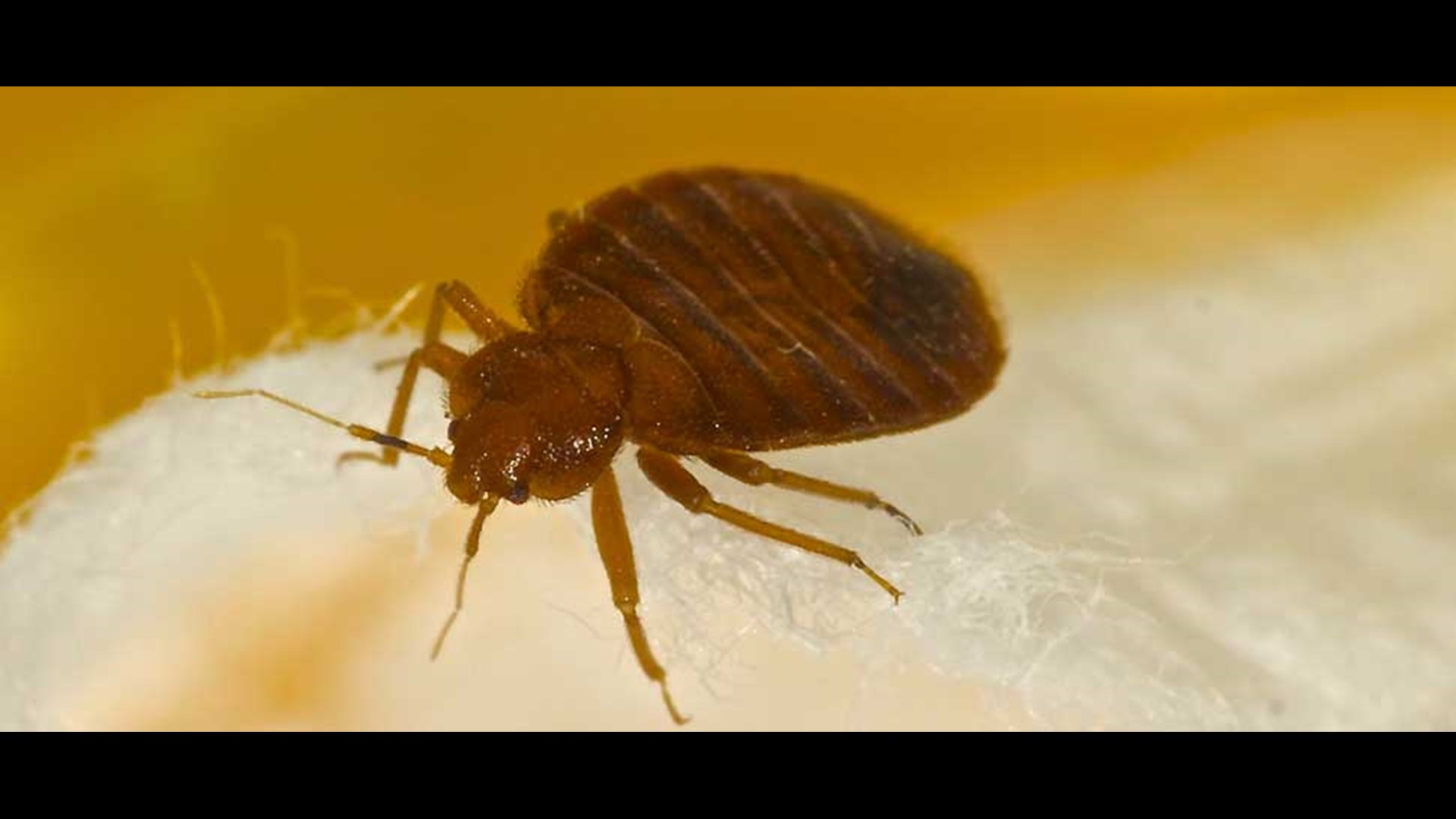 Indianapolis ranks in top 5 for worst bed-bug infested cities | wthr.com