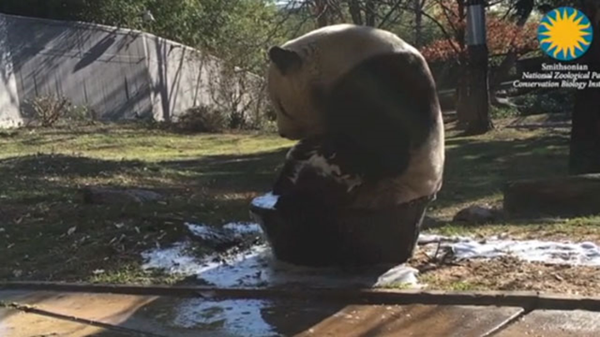 Panda takes a bath at the national zoo | wthr.com