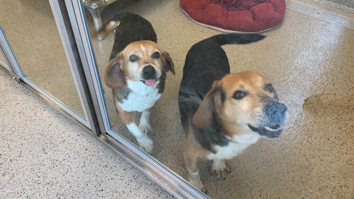 Supplies needed at Humane Society for Hamilton County | wthr.com