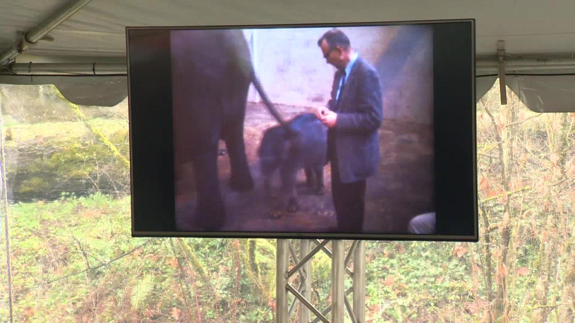 Portland Zoo says goodbye to Packy the elephant | wthr.com