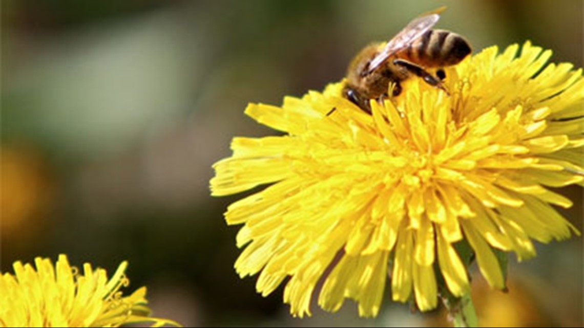 Indiana's honey bee colonies see 30 percent drop | wthr.com
