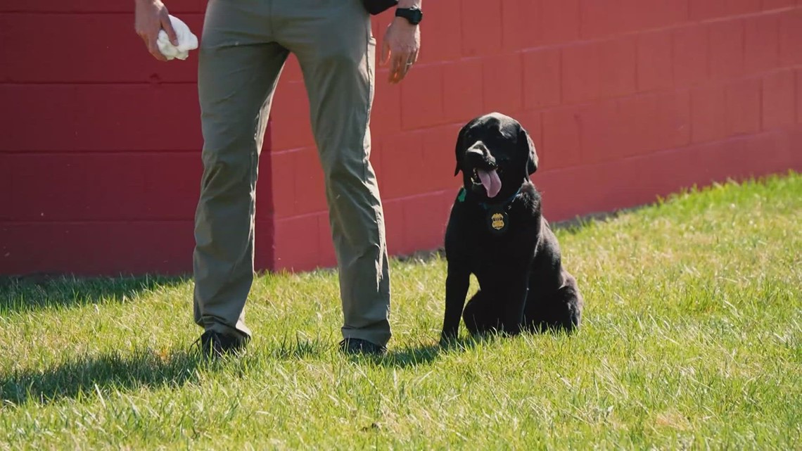 K-9's trained to detect explosives at IMS | wthr.com