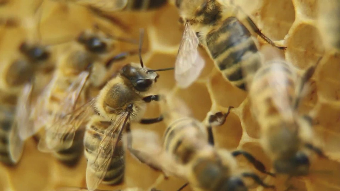 USDA approves bee vaccine | wthr.com