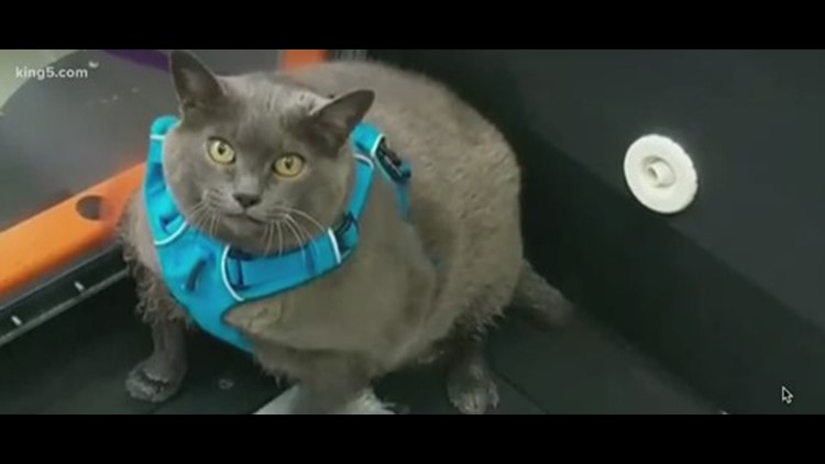Fat cat named Cinder-Block breaks the internet with workout routine ...
