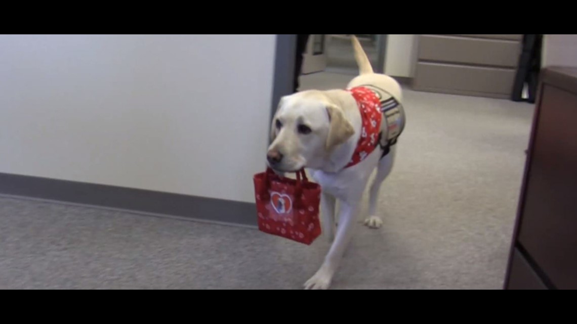 George H.W. Bush's service dog Sully is delivering valentines | wthr.com
