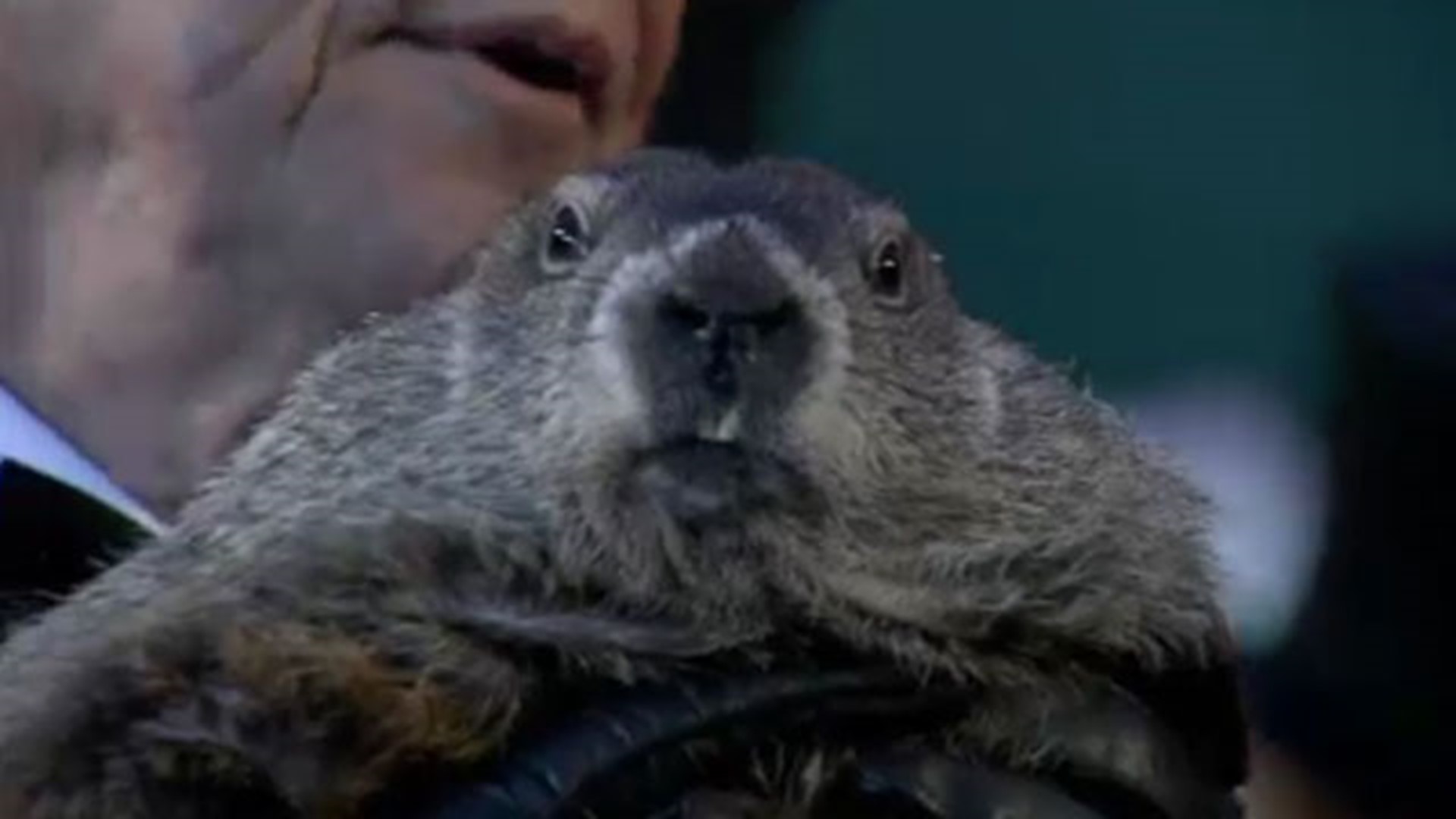 Punxsutawney Phil doesn't see his shadow, predicts early spring | wthr.com