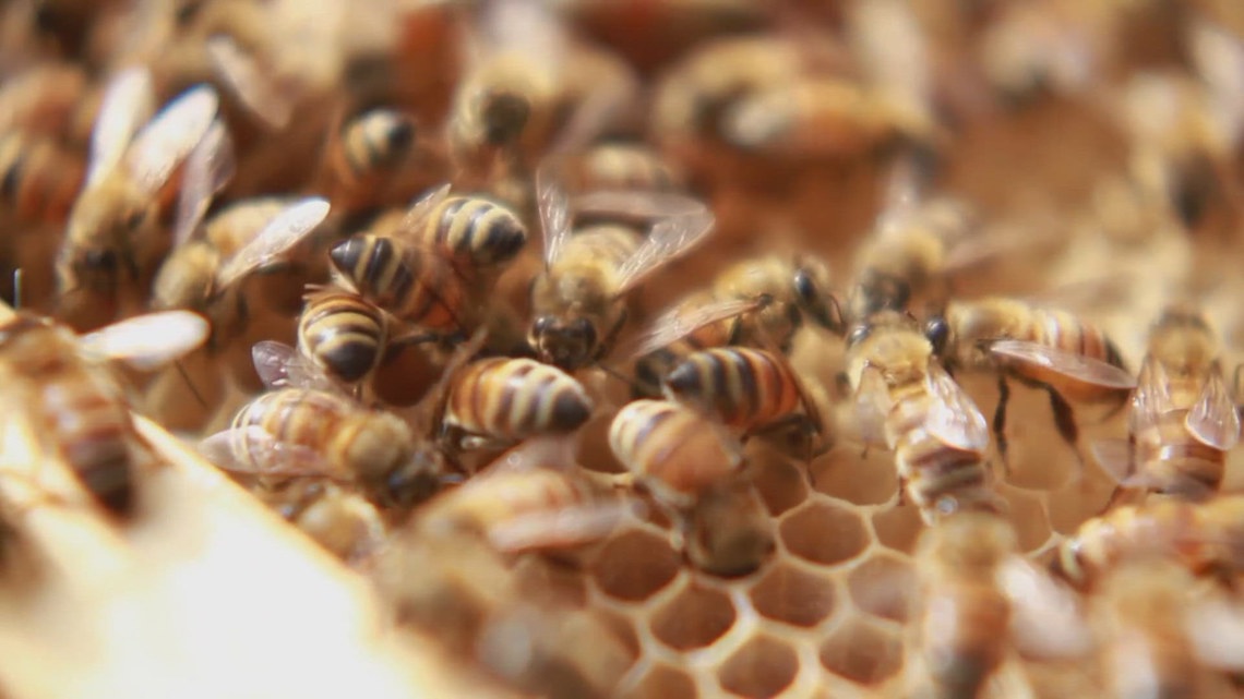 Scientists now know that bees can process time, a first in insects ...
