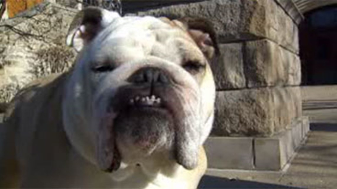 Butler mascot fuels bulldog boom | wthr.com
