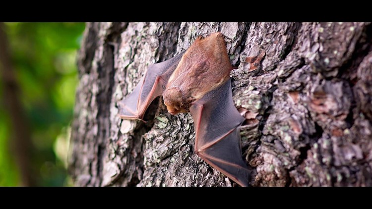 Man bitten by rabid bat hiding between iPad and case | wthr.com