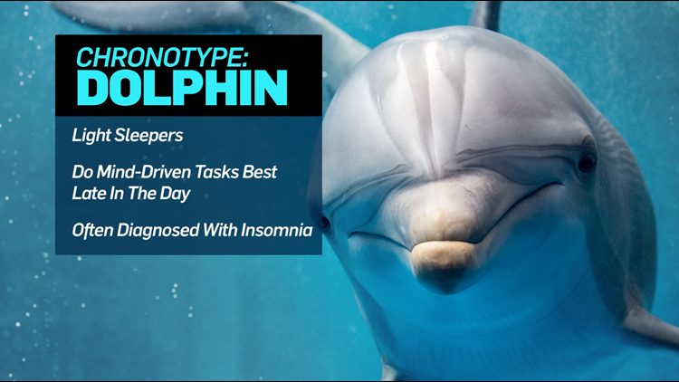 Do you sleep like a bear? Or a lion? Find out your chronotype | wthr.com